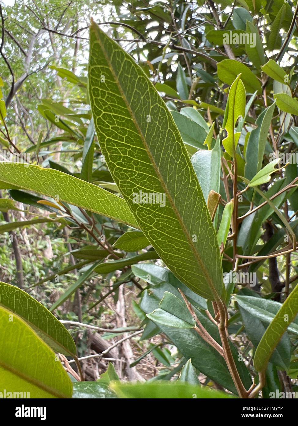 Jamaican caper (Quadrella cynophallophora Stock Photo - Alamy