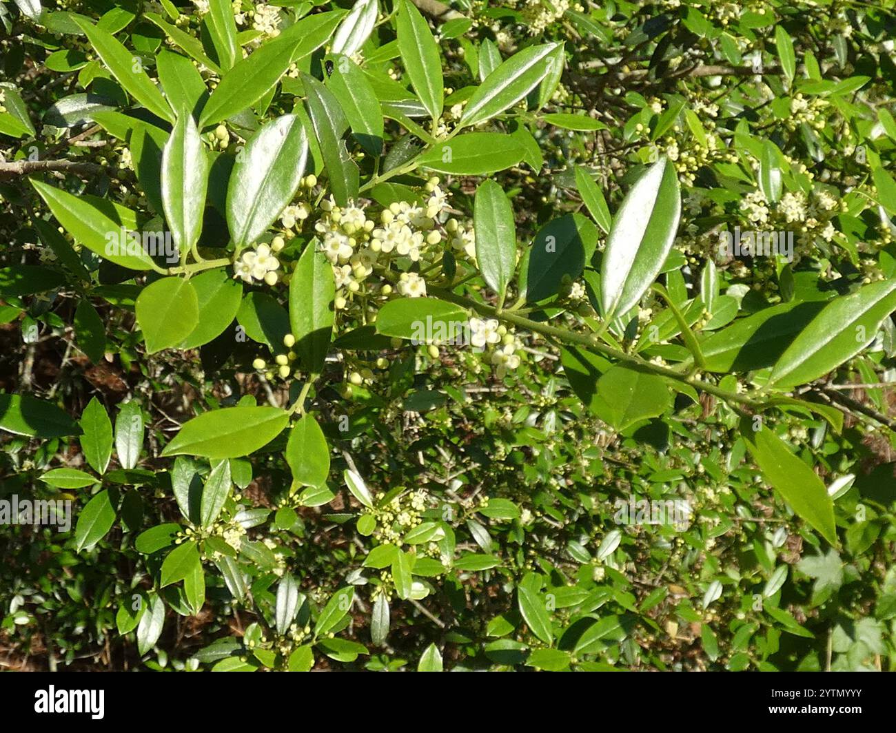 gallberry (Ilex glabra Stock Photo - Alamy
