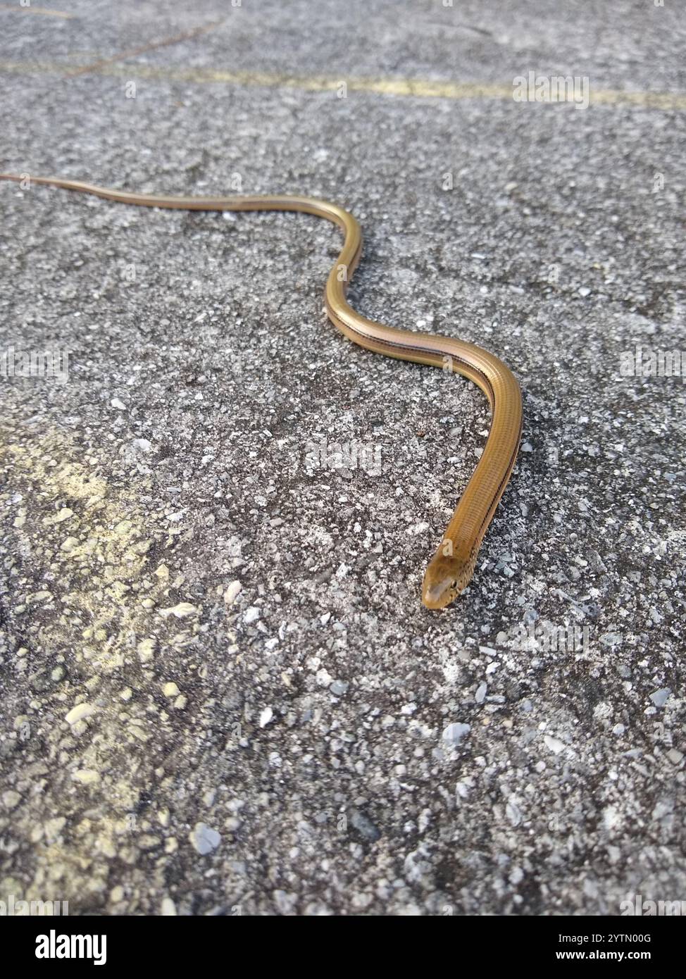 Eastern Glass Lizard (Ophisaurus ventralis Stock Photo - Alamy
