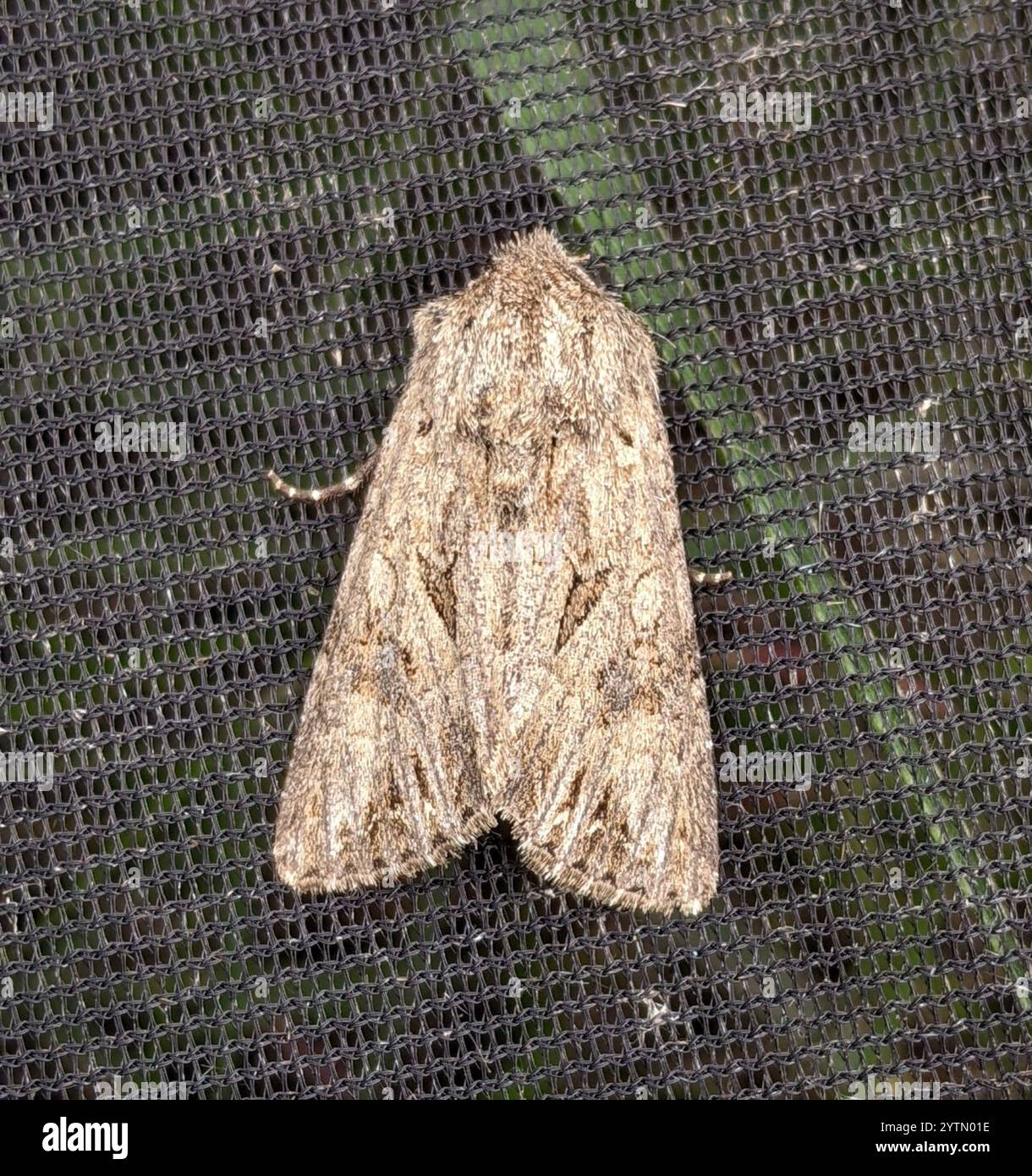 Nutmeg Moth (Anarta trifolii Stock Photo - Alamy