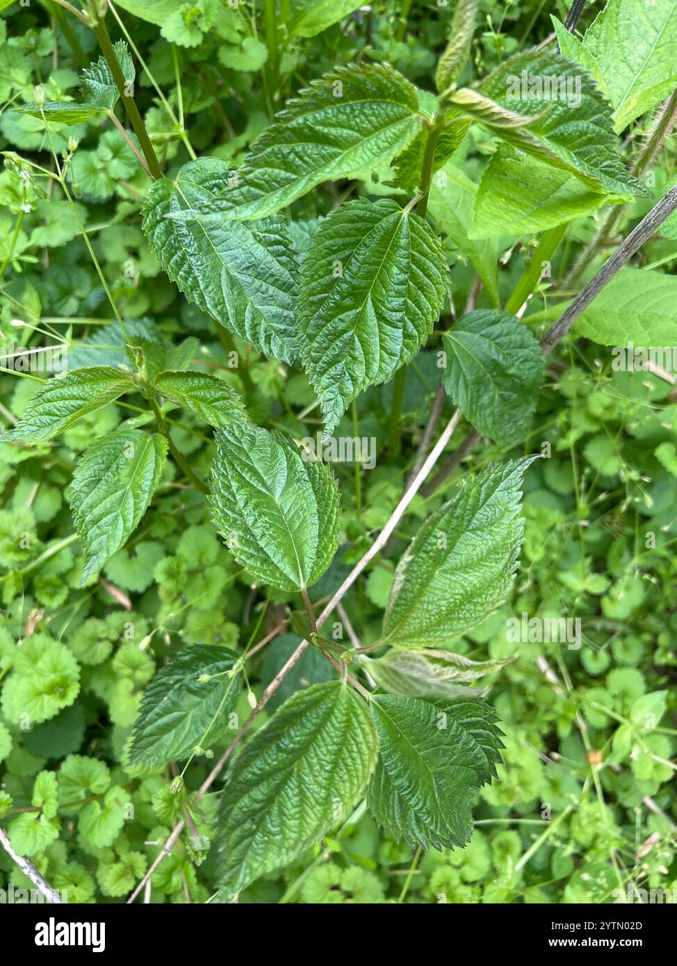 false nettle (Boehmeria cylindrica Stock Photo - Alamy