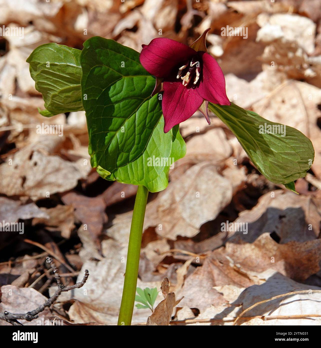 red trillium (Trillium erectum Stock Photo - Alamy