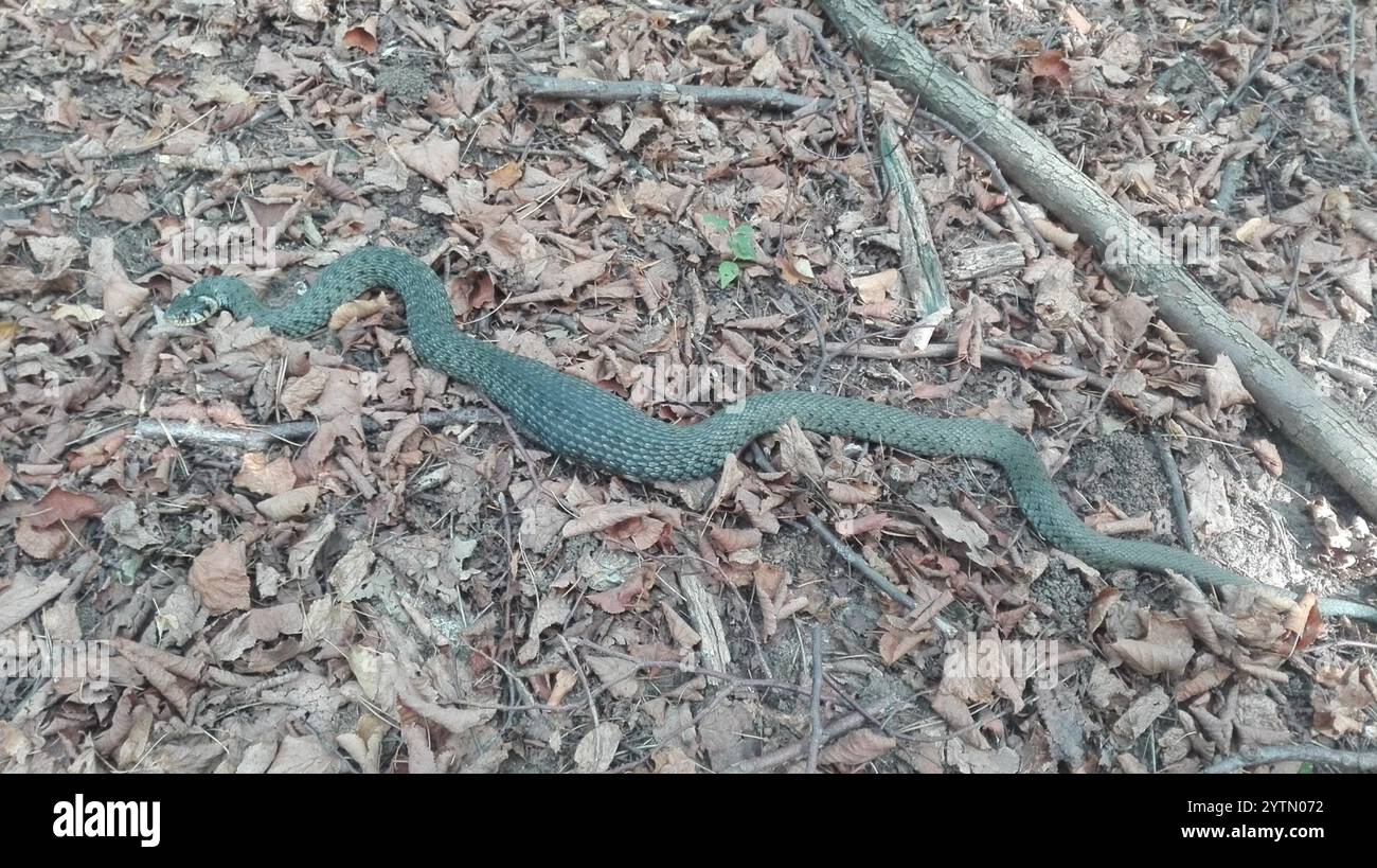 grass snake (Natrix natrix Stock Photo - Alamy