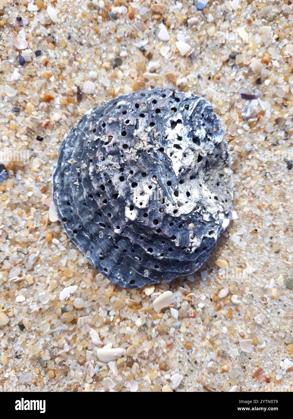 European Flat Oyster (Ostrea edulis Stock Photo - Alamy