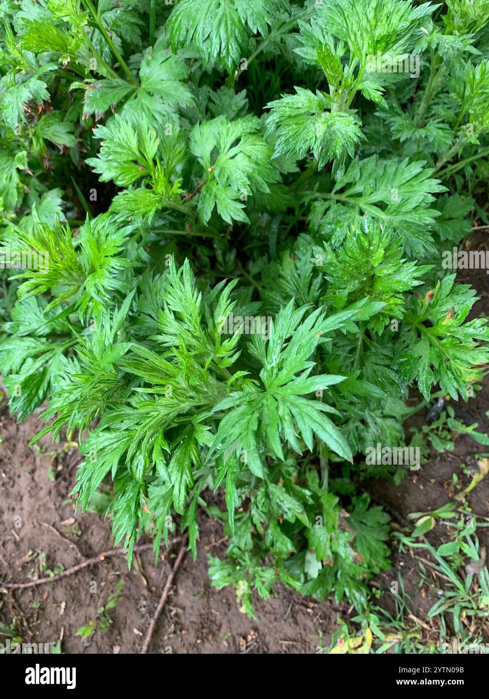 common mugwort (Artemisia vulgaris Stock Photo - Alamy