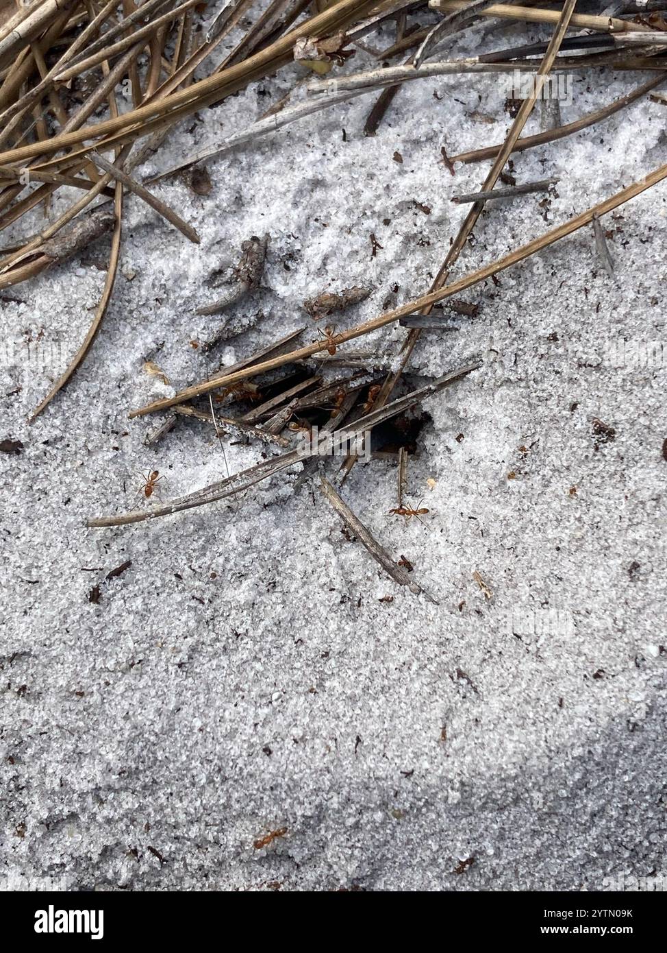 Buren's Pyramid Ant (Dorymyrmex bureni Stock Photo - Alamy
