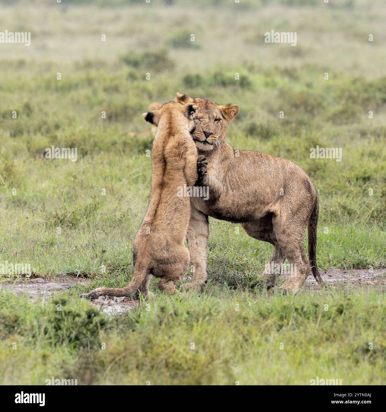 Two lion cubs play fighting in open wet grassland, Olare Motorogi Conservancy,Masai Mara,Kenya ...
