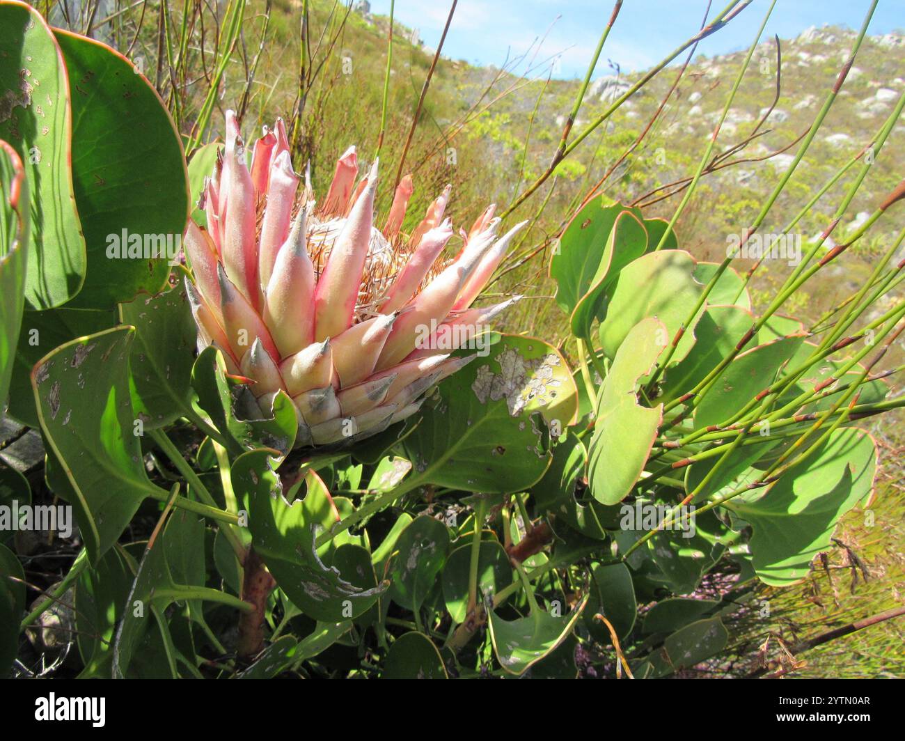 King Protea (Protea cynaroides Stock Photo - Alamy