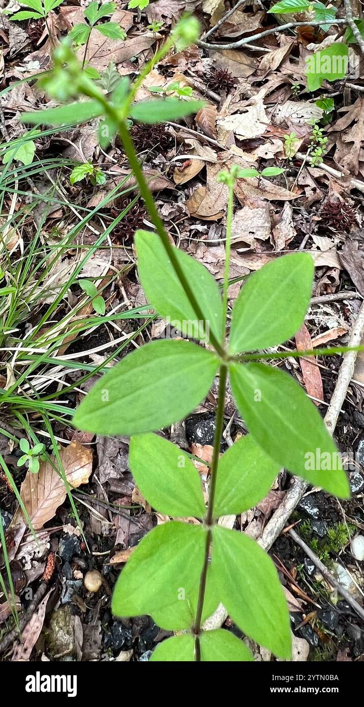 licorice bedstraw (Galium circaezans Stock Photo - Alamy