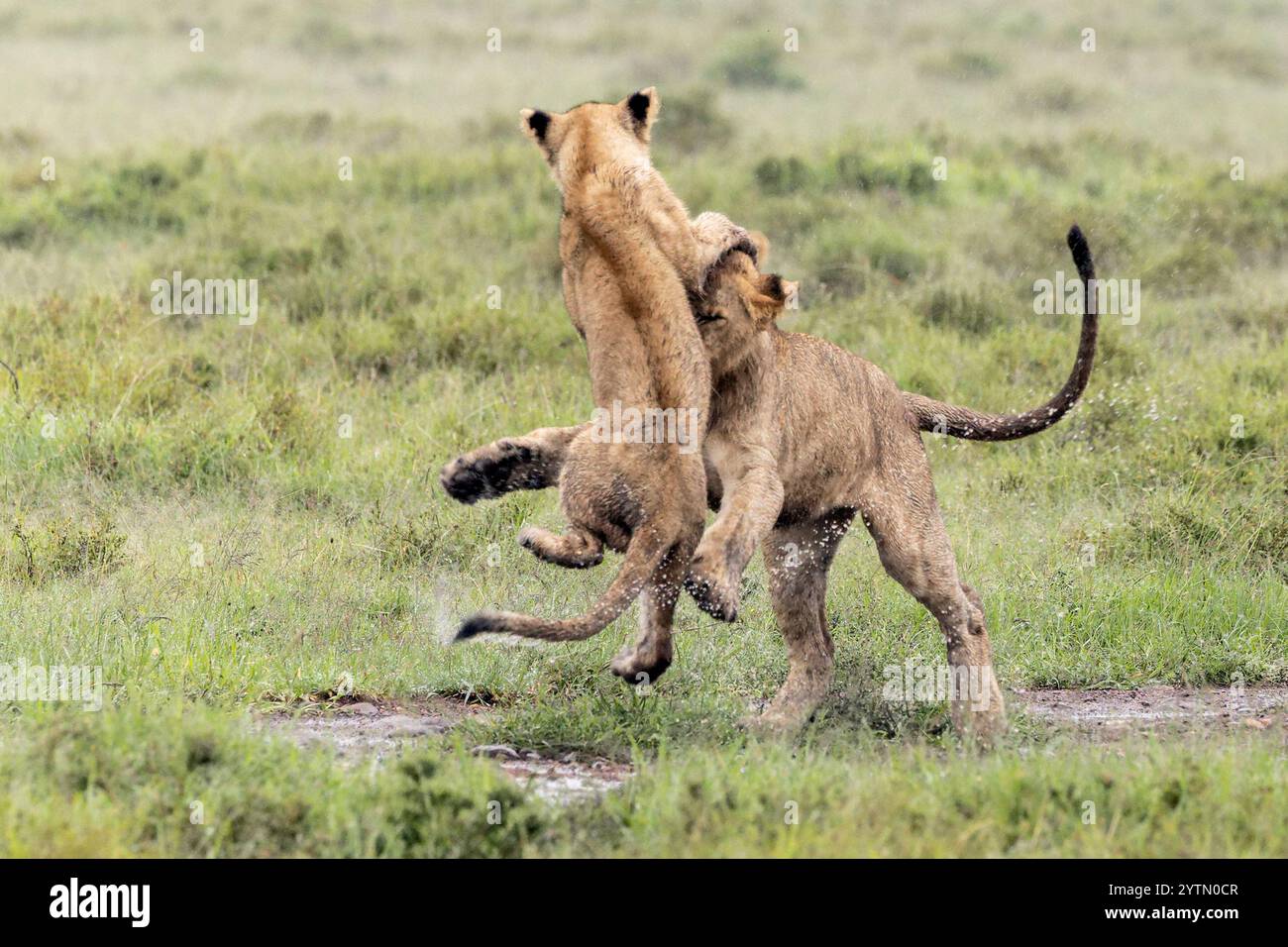 Two lion cubs play fighting in open wet grassland, Olare Motorogi Conservancy,Masai Mara,Kenya ...