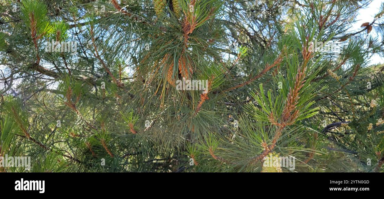 knobcone pine (Pinus attenuata Stock Photo - Alamy