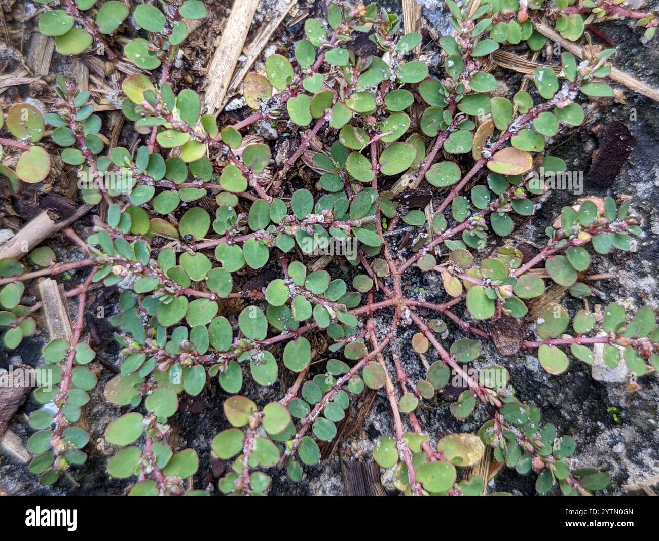 prostrate sandmat (Euphorbia prostrata Stock Photo - Alamy