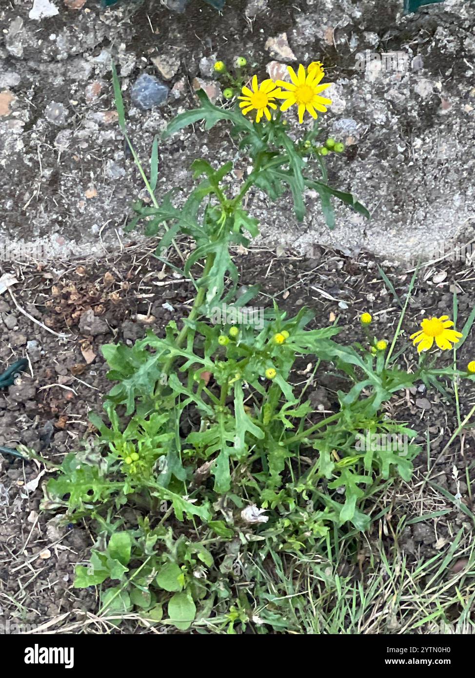 Oxford Ragwort (Senecio squalidus Stock Photo - Alamy