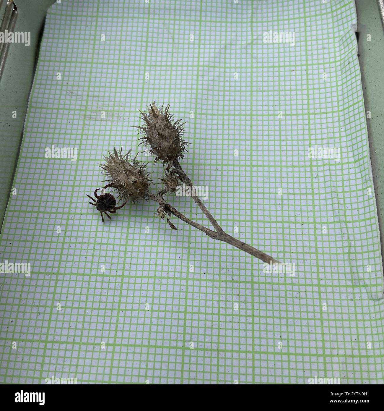 Rocky Mountain Wood Tick (Dermacentor andersoni Stock Photo - Alamy