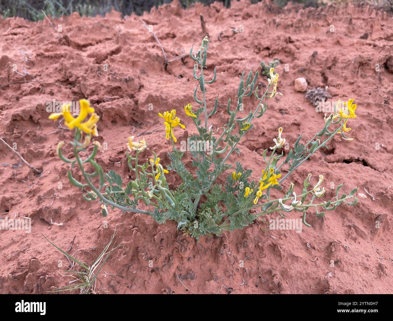 golden corydalis (Corydalis aurea Stock Photo - Alamy