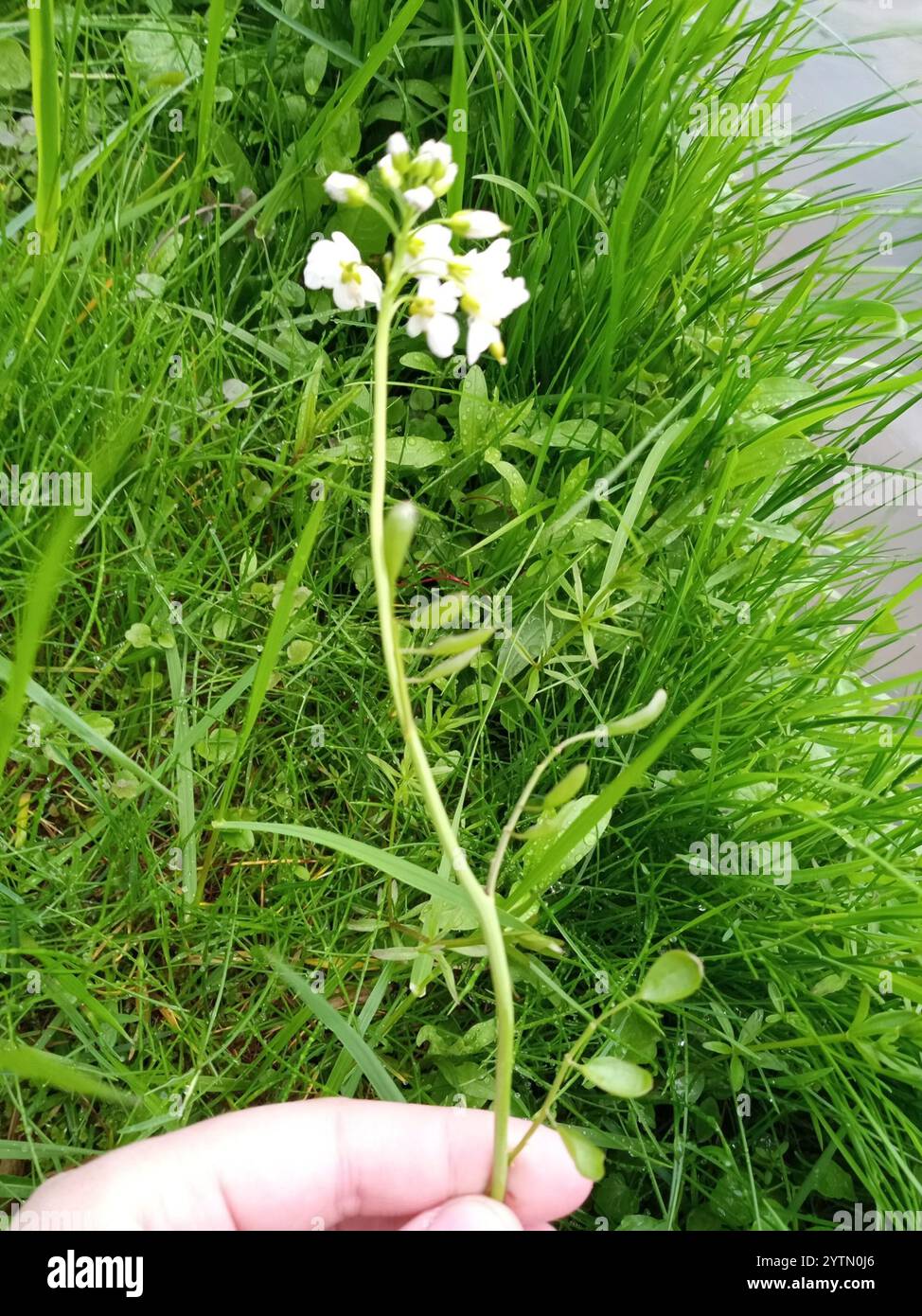 white cuckoo bitter-cress (Cardamine dentata Stock Photo - Alamy