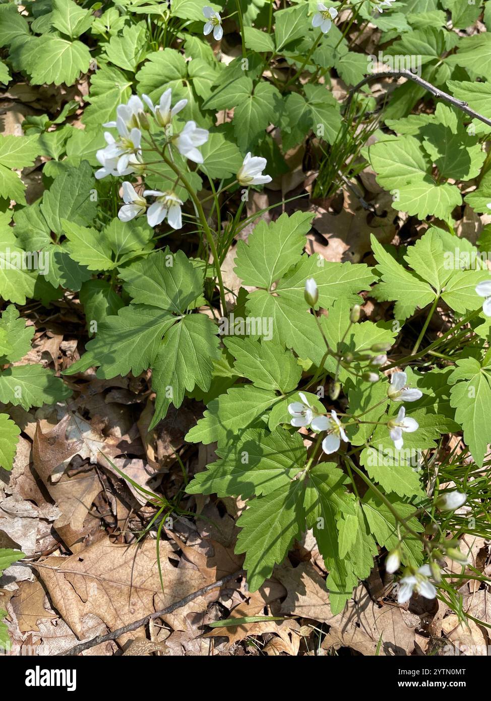 Two-leaved Toothwort (Cardamine diphylla Stock Photo - Alamy