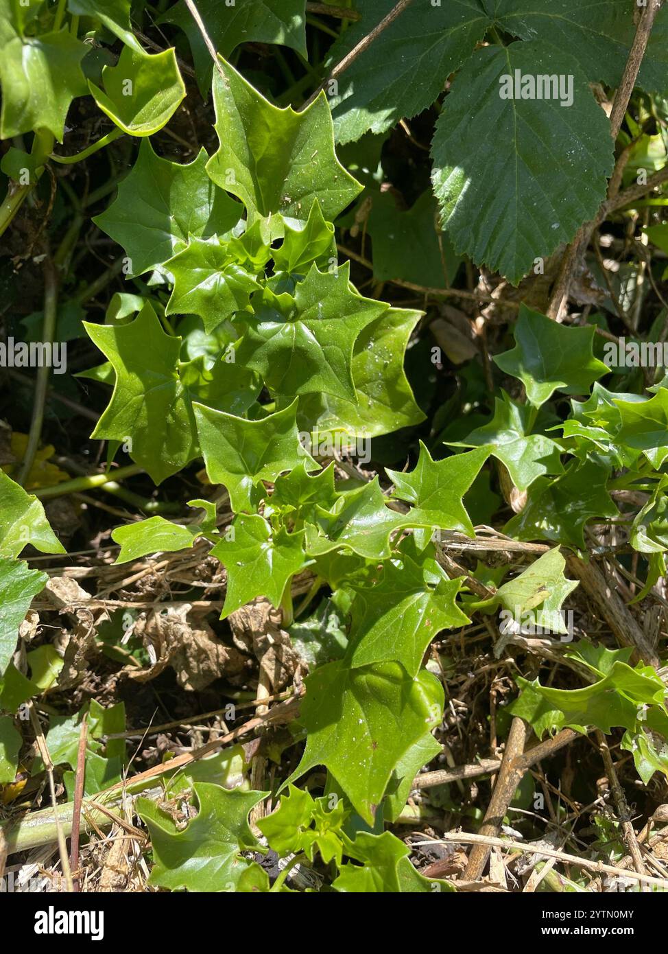 Cape-ivy (Delairea odorata Stock Photo - Alamy
