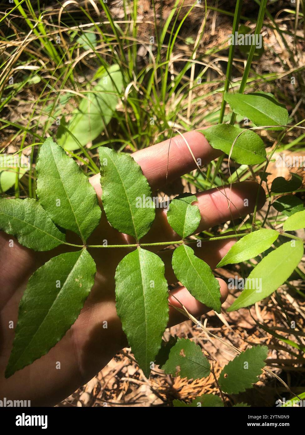 Hercules' club (Zanthoxylum clava-herculis Stock Photo - Alamy