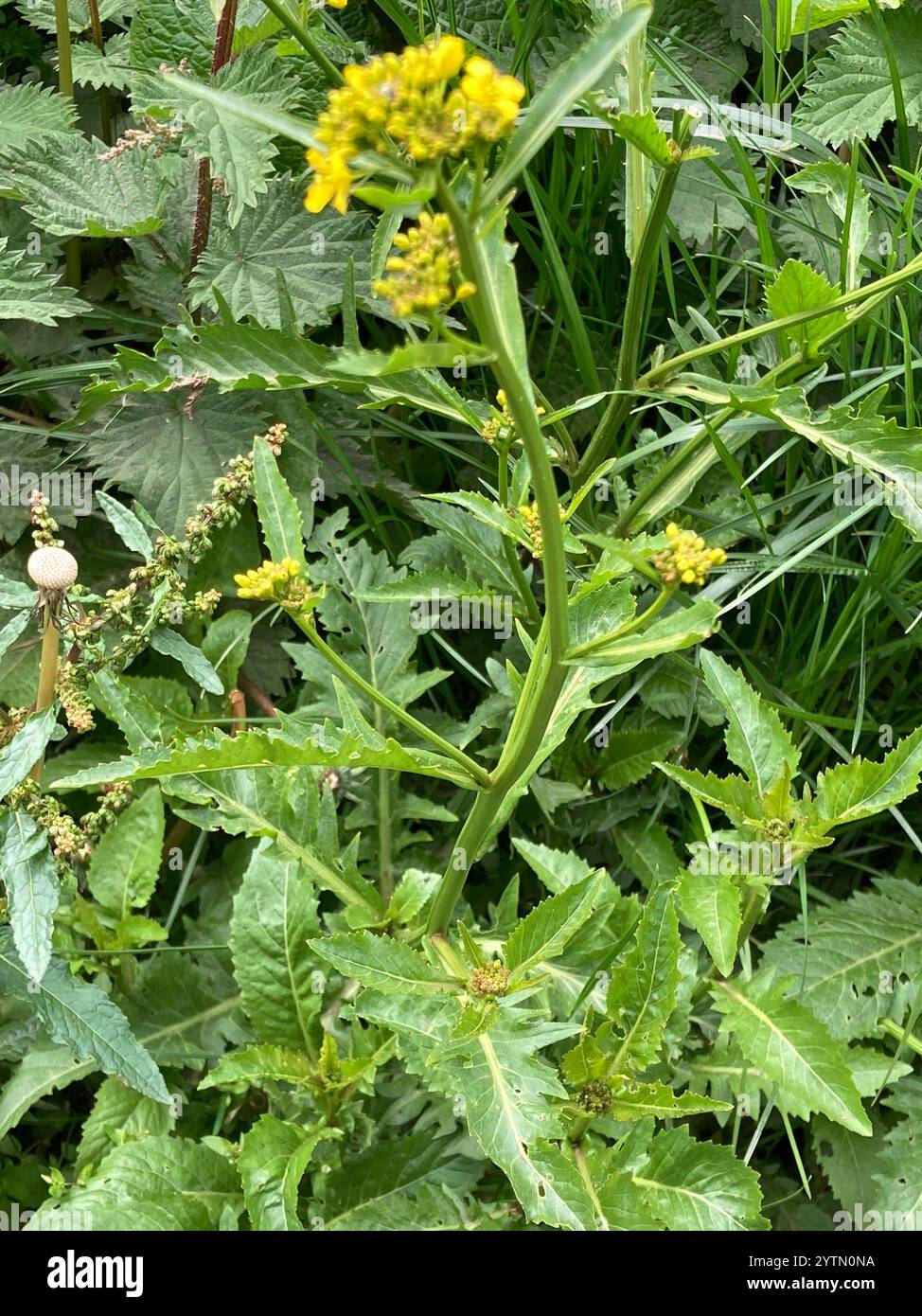 Amphibious Yellowcress (Rorippa amphibia Stock Photo - Alamy