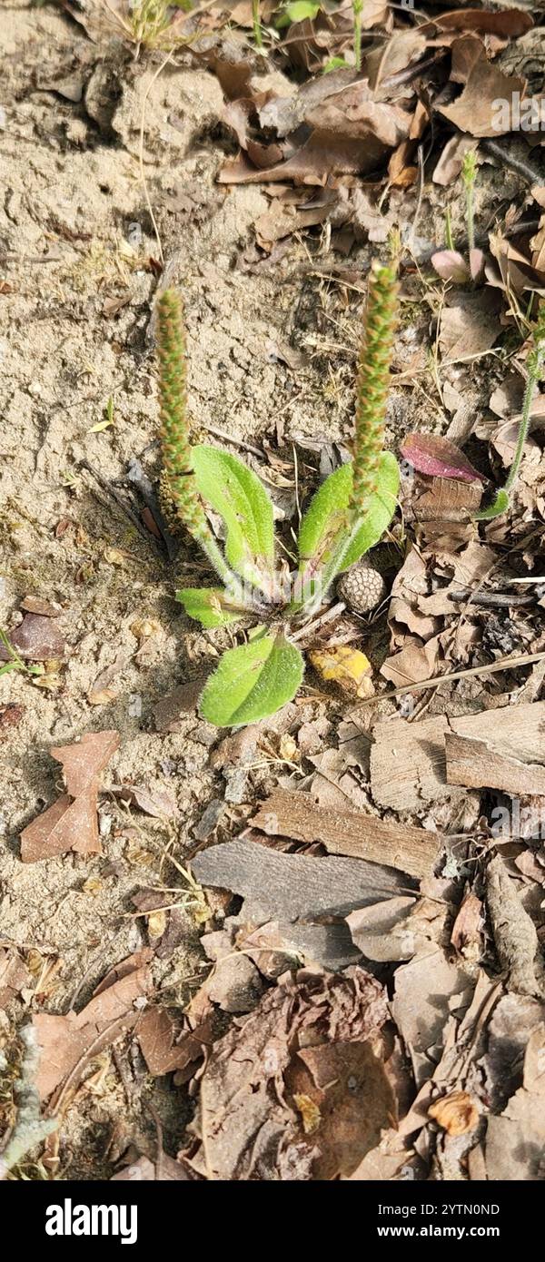 dwarf plantain (Plantago virginica Stock Photo - Alamy