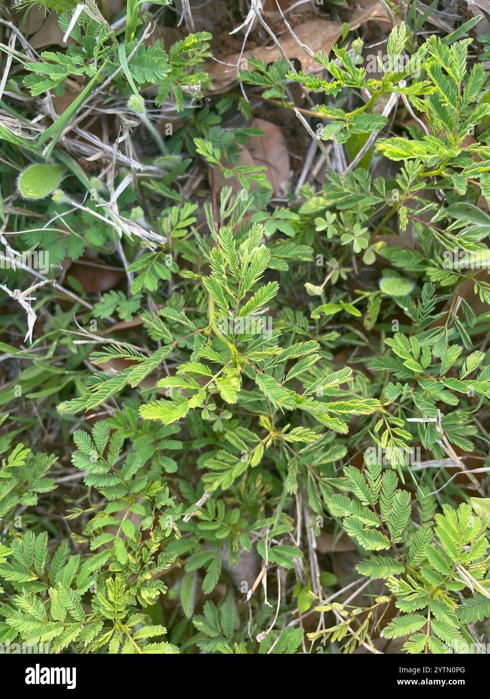 Mimoseae hi-res stock photography and images - Alamy