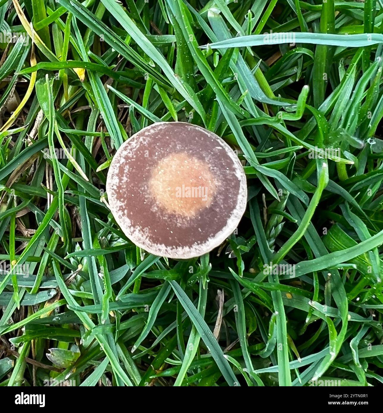 Mowers mushroom panaeolus foenisecii hi-res stock photography and ...