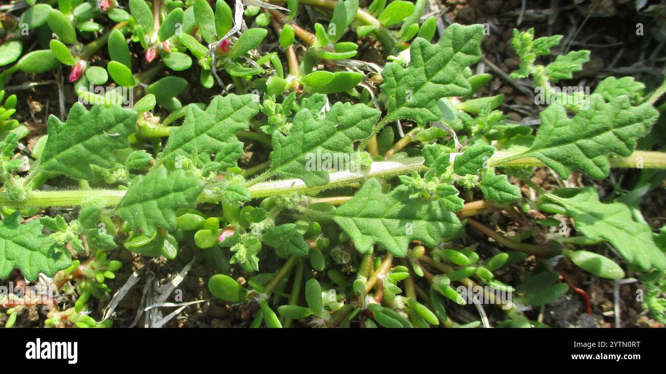 Subfamily chenopodioideae hi-res stock photography and images - Alamy