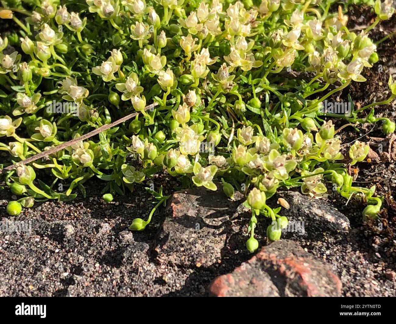 Procumbent Pearlwort (Sagina procumbens Stock Photo - Alamy