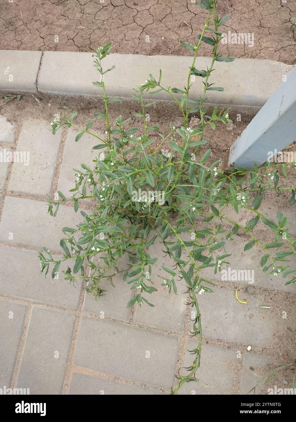 corn gromwell (Buglossoides arvensis Stock Photo - Alamy