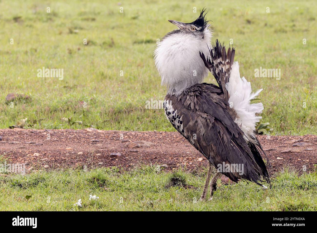 A male Kori bustard profile view, displaying in open grassland, Olare ...