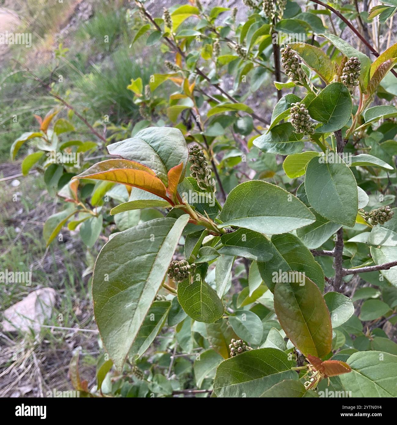 chokecherry (Prunus virginiana Stock Photo - Alamy