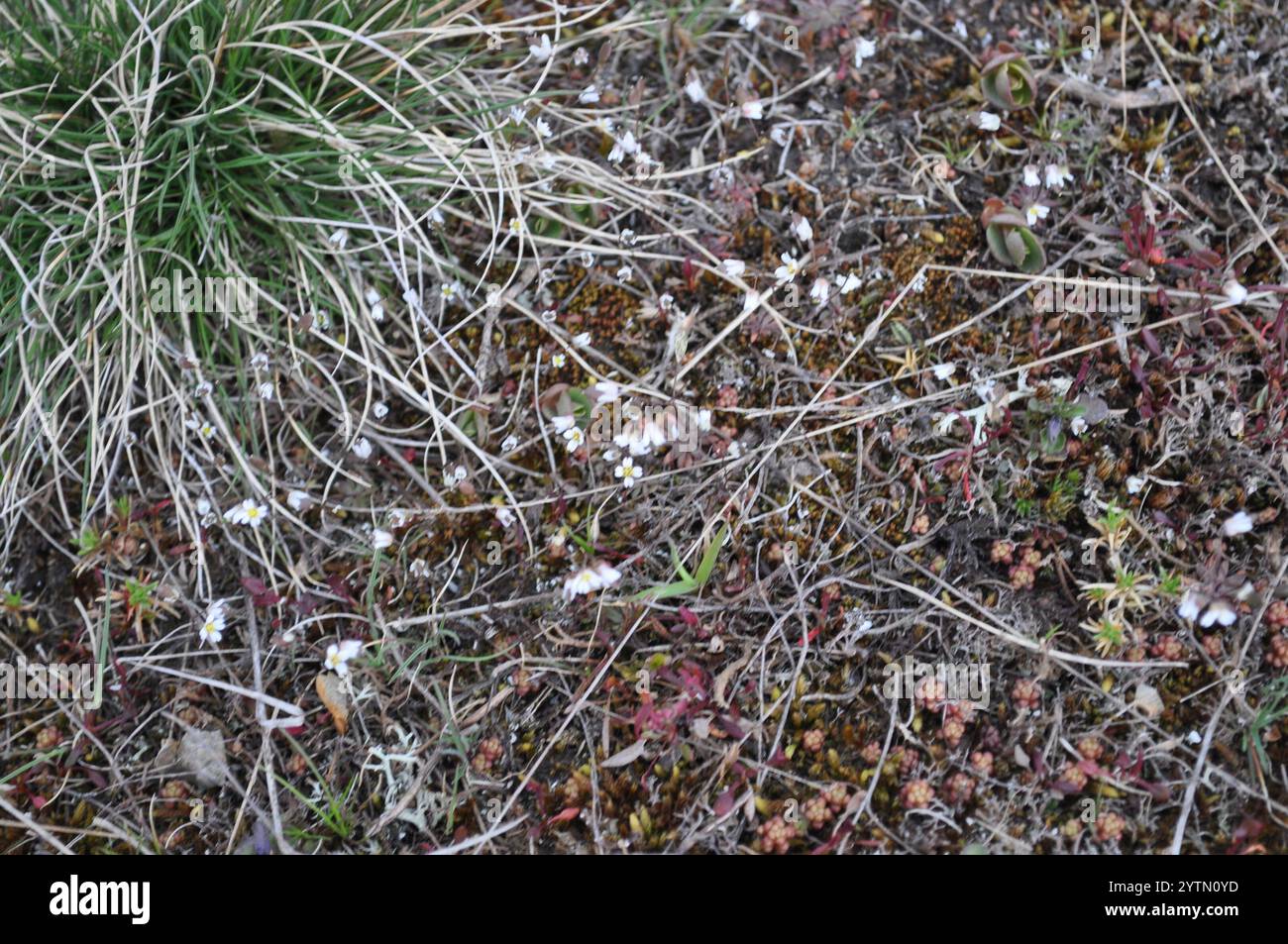 Common Whitlowgrass (Draba verna Stock Photo - Alamy