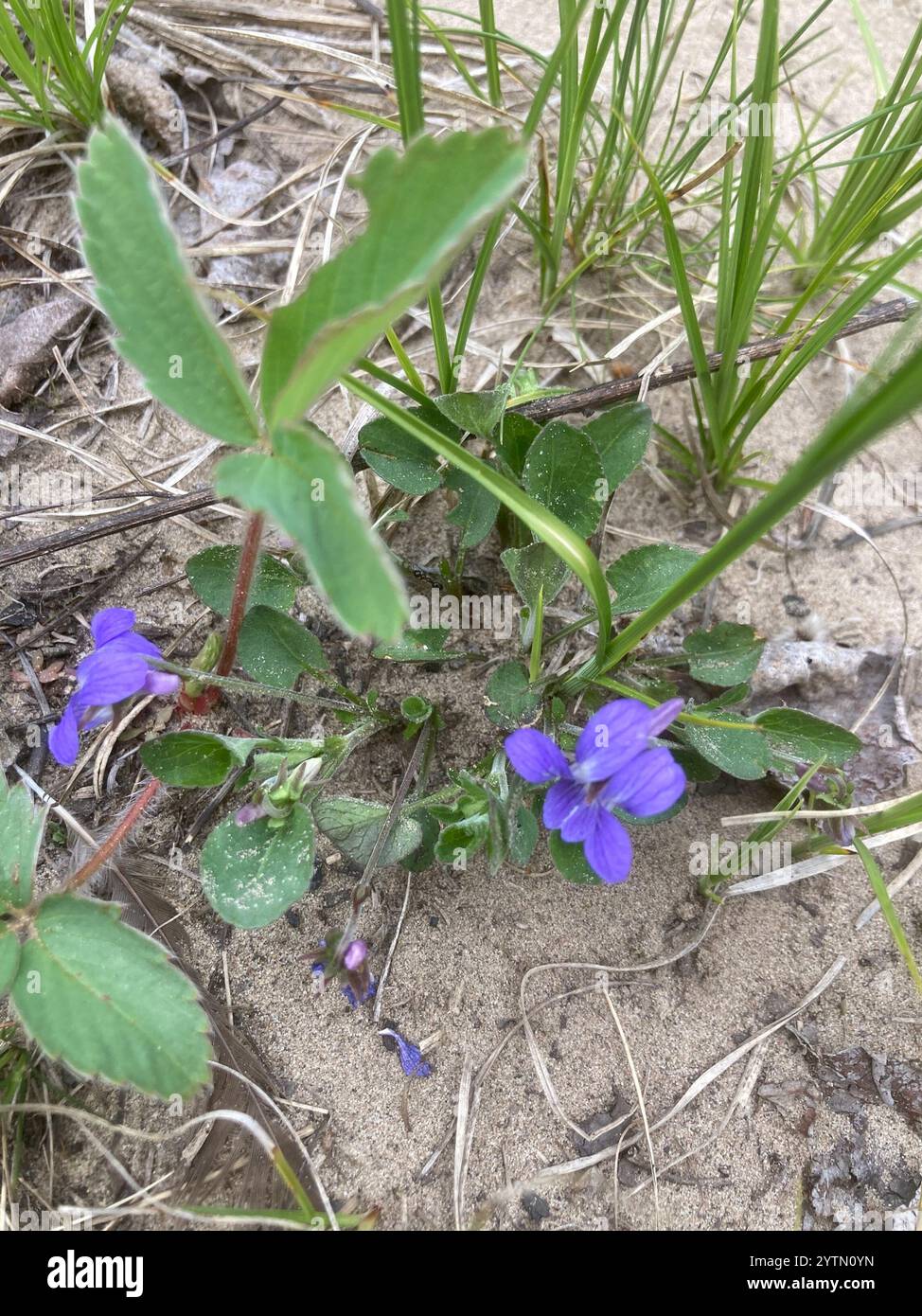 hookedspur violet (Viola adunca Stock Photo - Alamy