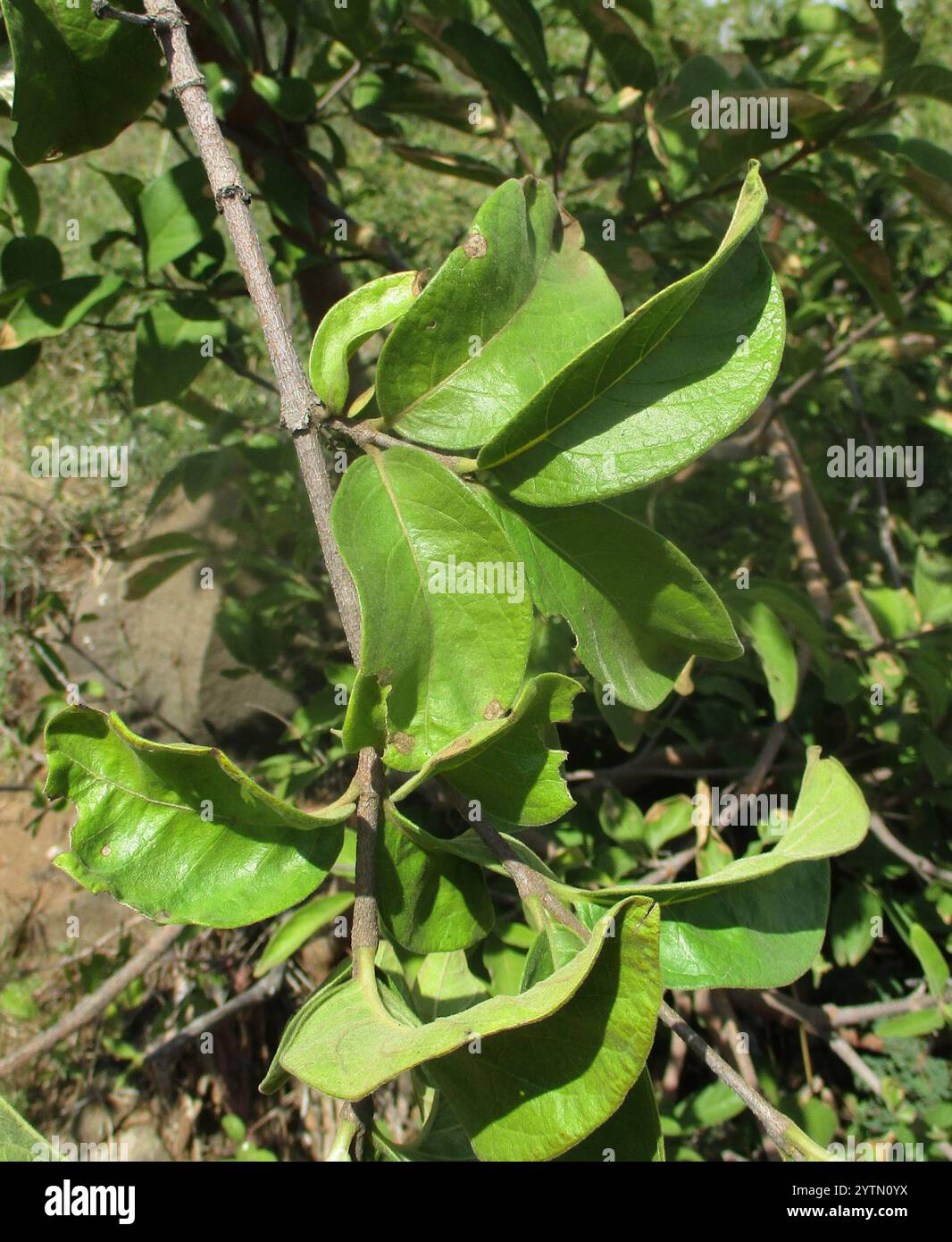 Vangueria hi-res stock photography and images - Alamy