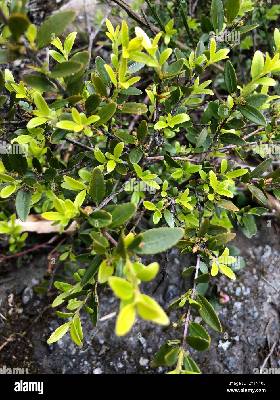 Oregon Boxwood (Paxistima myrsinites Stock Photo - Alamy