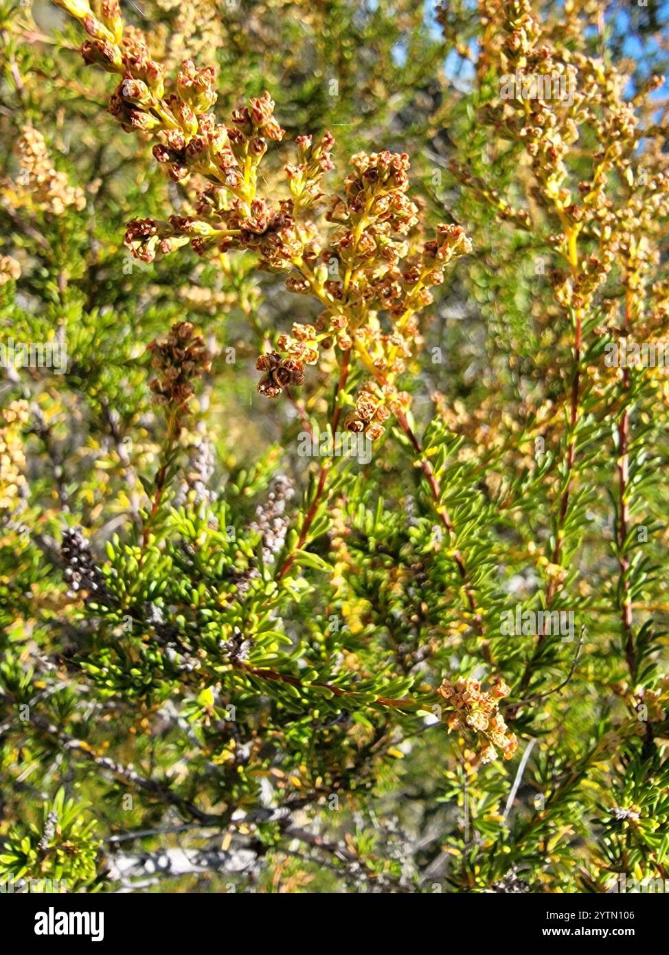 Adenostoma fasciculatum hi-res stock photography and images - Alamy