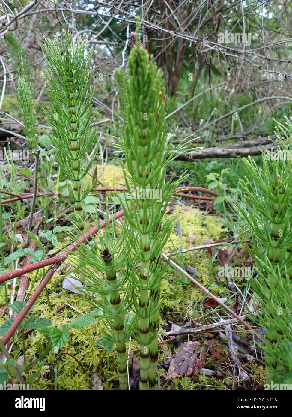 great horsetail (Equisetum telmateia Stock Photo - Alamy