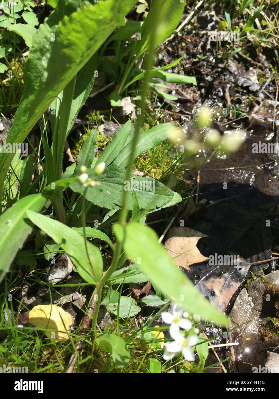 bulbous cress (Cardamine bulbosa Stock Photo - Alamy