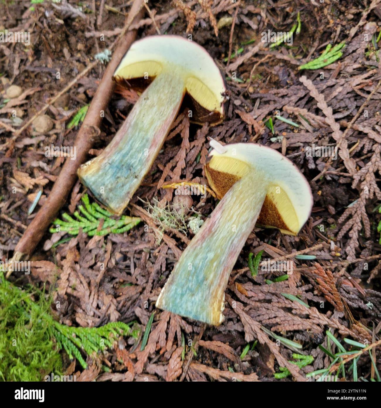 Zeller's bolete (Xerocomellus zelleri Stock Photo - Alamy