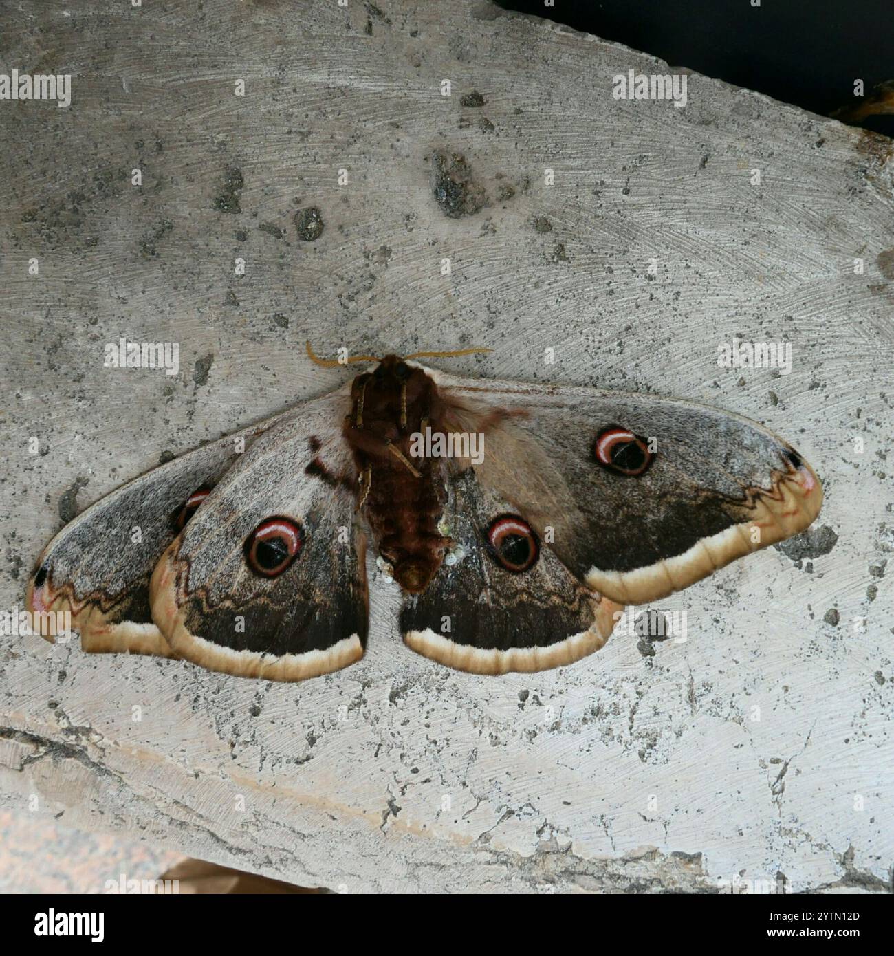 Giant Peacock Moth (Saturnia pyri Stock Photo - Alamy