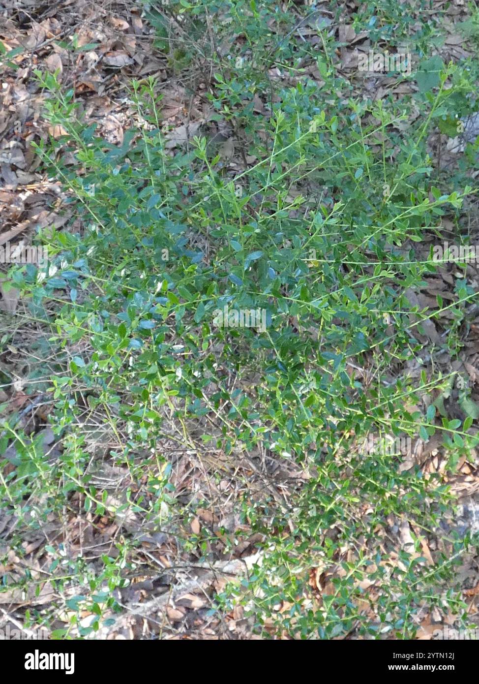 Shiny blueberry (Vaccinium myrsinites Stock Photo - Alamy