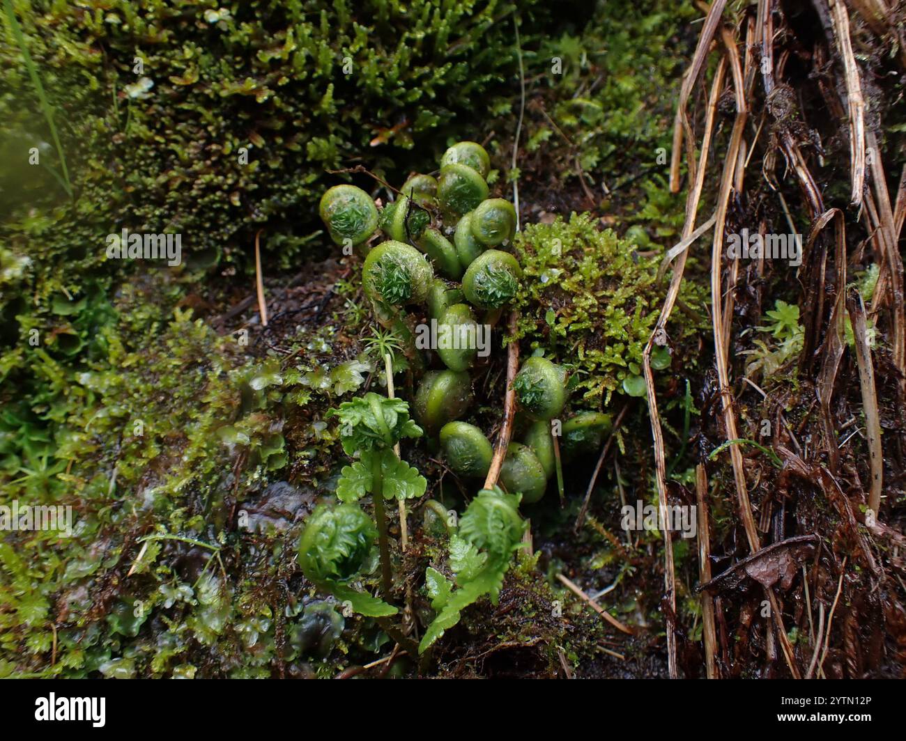 Queen's veil mountain fern (Oreopteris quelpartensis Stock Photo - Alamy
