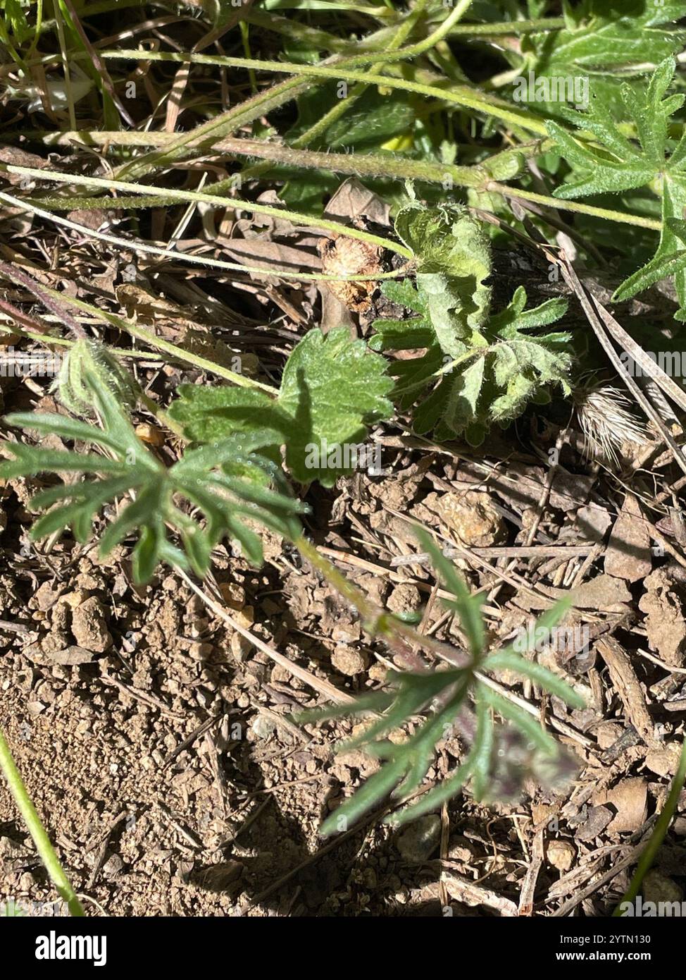 checkerbloom (Sidalcea malviflora Stock Photo - Alamy