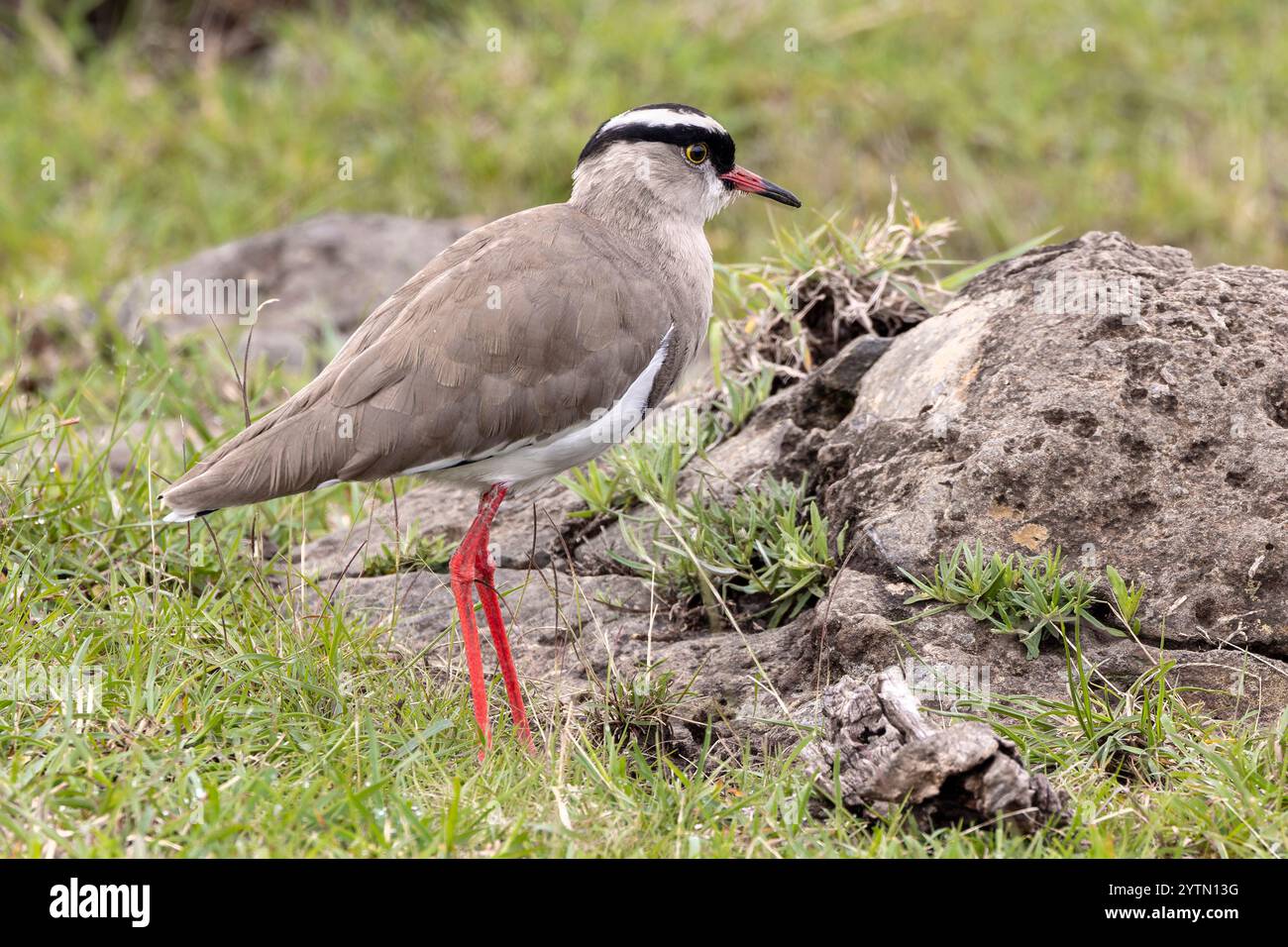 A Crowned lapwing in open grass and rocks, side view, Olare Motorogi Conservancy,Masai Mara ...