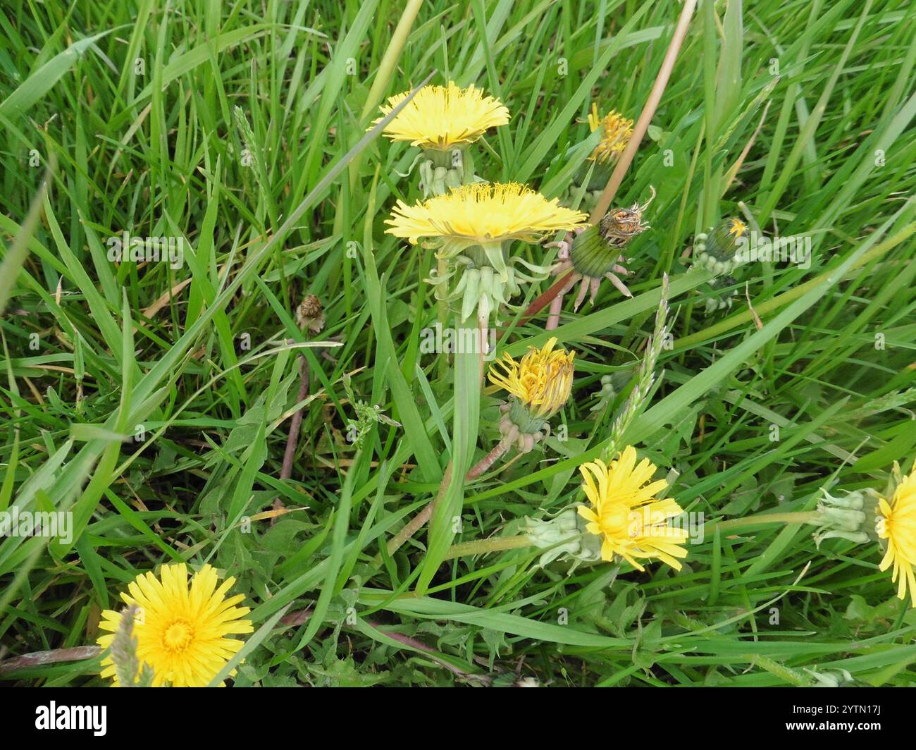 common dandelion (Taraxacum officinale Stock Photo - Alamy
