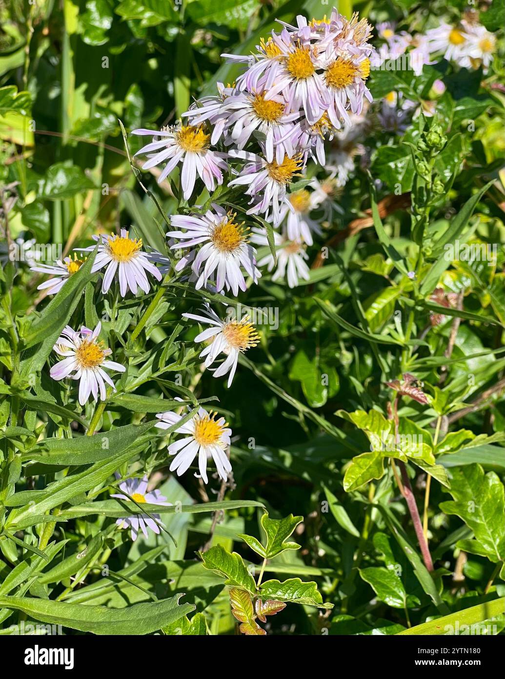 Pacific Aster (Symphyotrichum chilense Stock Photo - Alamy