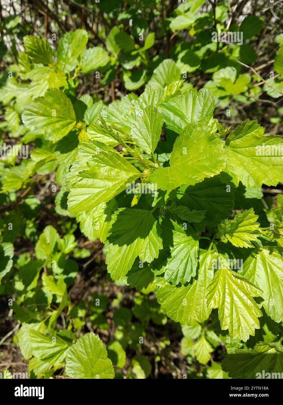 common ninebark (Physocarpus opulifolius Stock Photo - Alamy