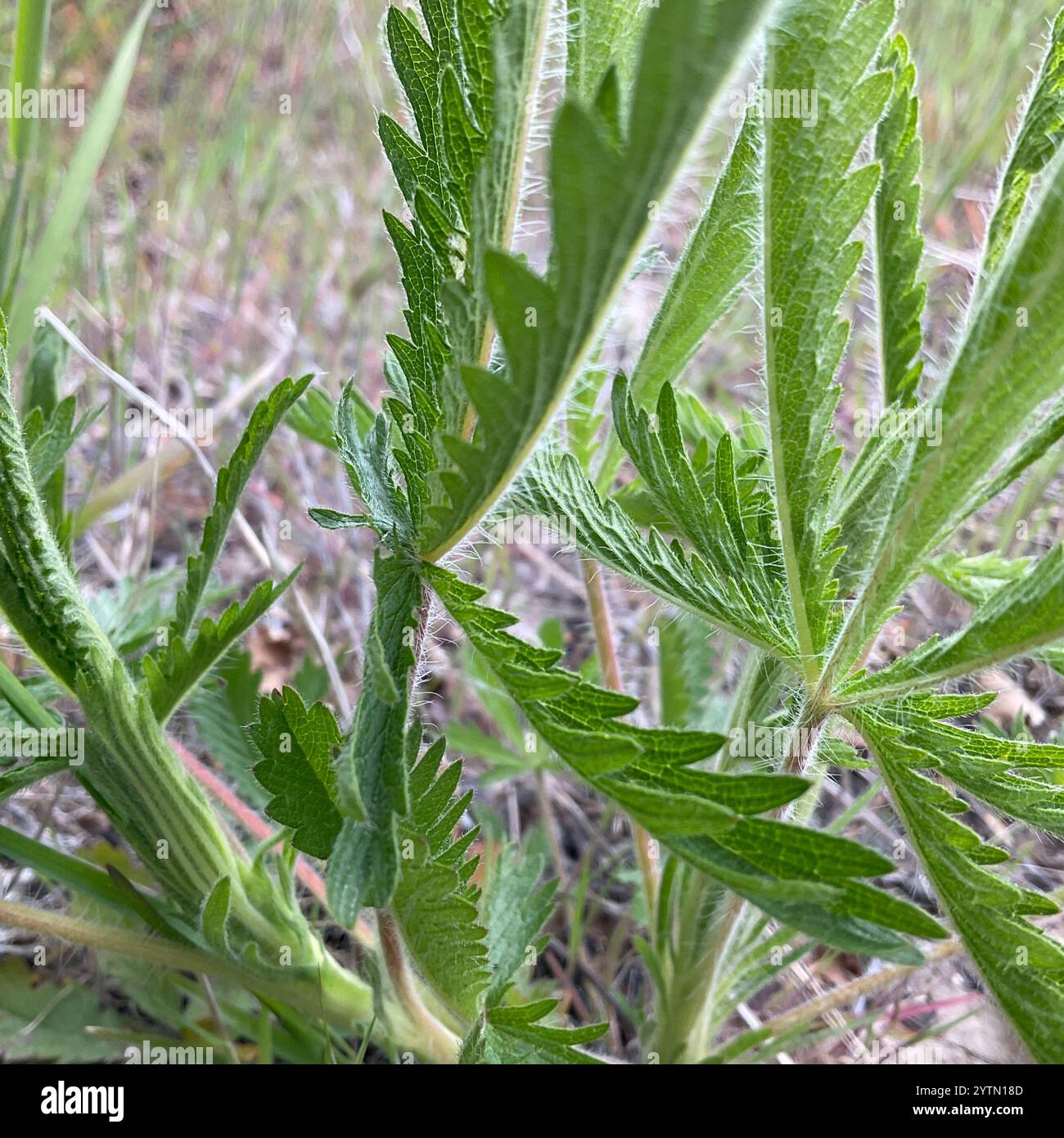 sulphur cinquefoil (Potentilla recta Stock Photo - Alamy