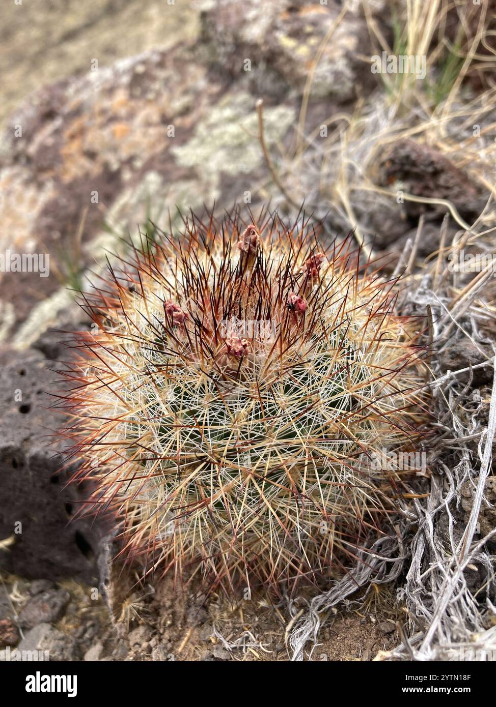 Mountain Ball Cactus (Pediocactus simpsonii Stock Photo - Alamy